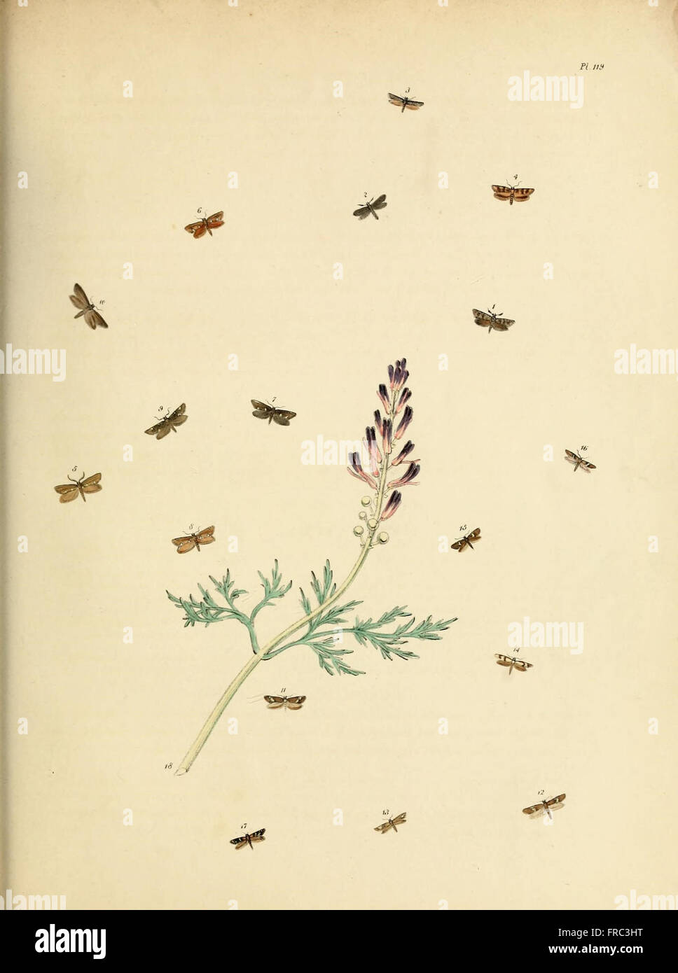 Plate 119 of 'British Moths and Their Transformations' showcases the ...