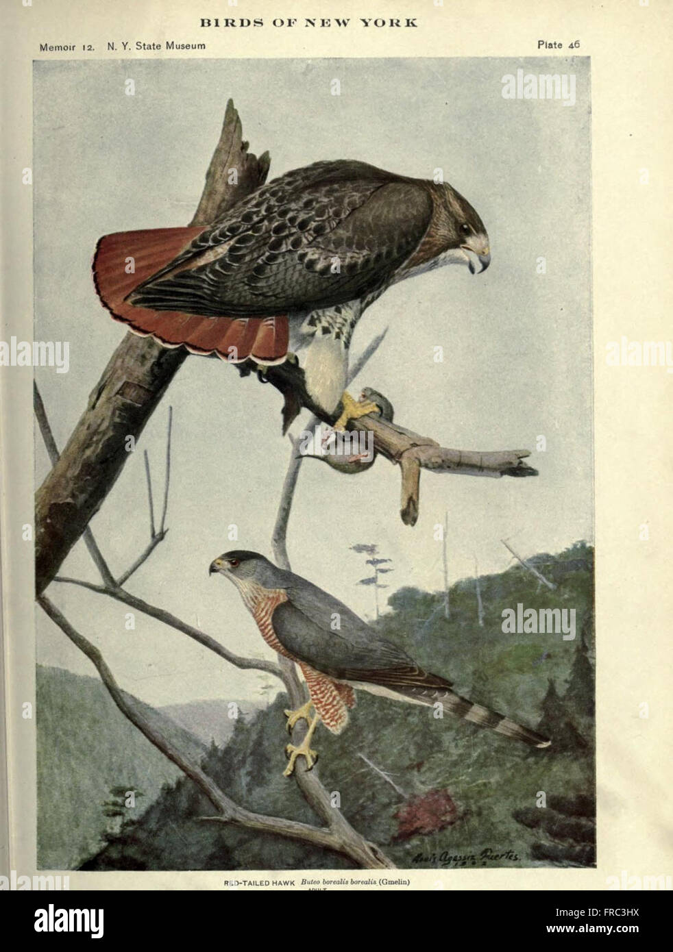 Plate 46 from 'Birds of New York' presents illustrations of bird ...