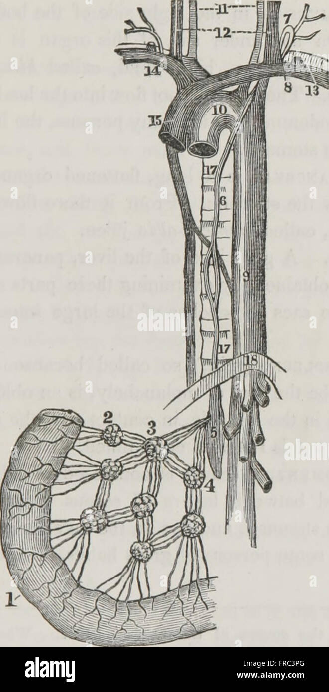 First book on anatomy, physiology, and hygiene - for grammar schools ...