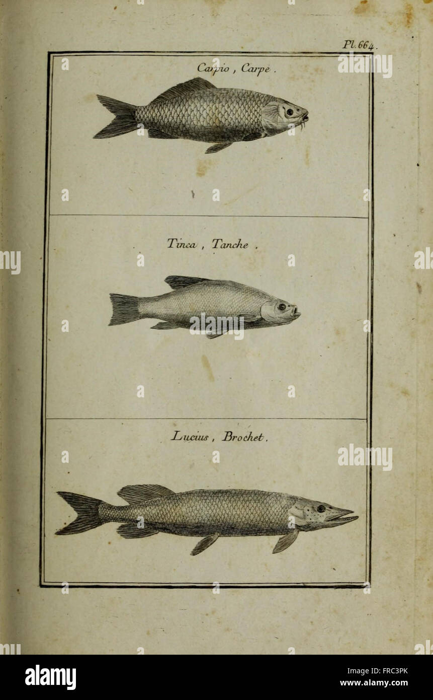 A botanical reference work describing the properties, uses, and virtues ...
