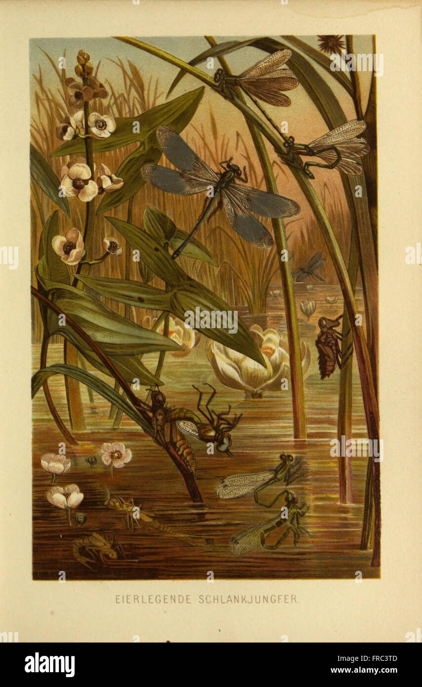 This German work, titled 'The Insects, Millipedes, and Spiders,' offers ...
