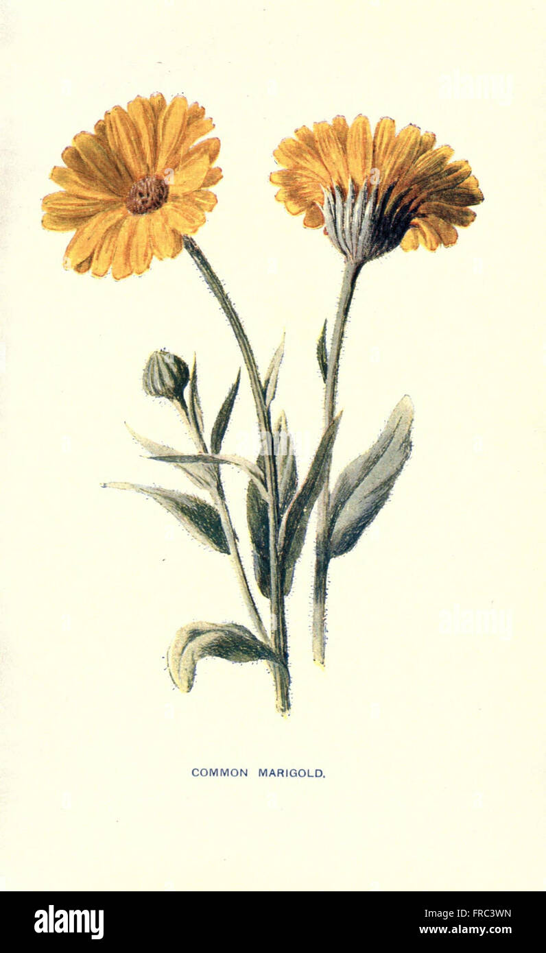 'Familiar Garden Flowers' (Plate 16) features various common garden ...