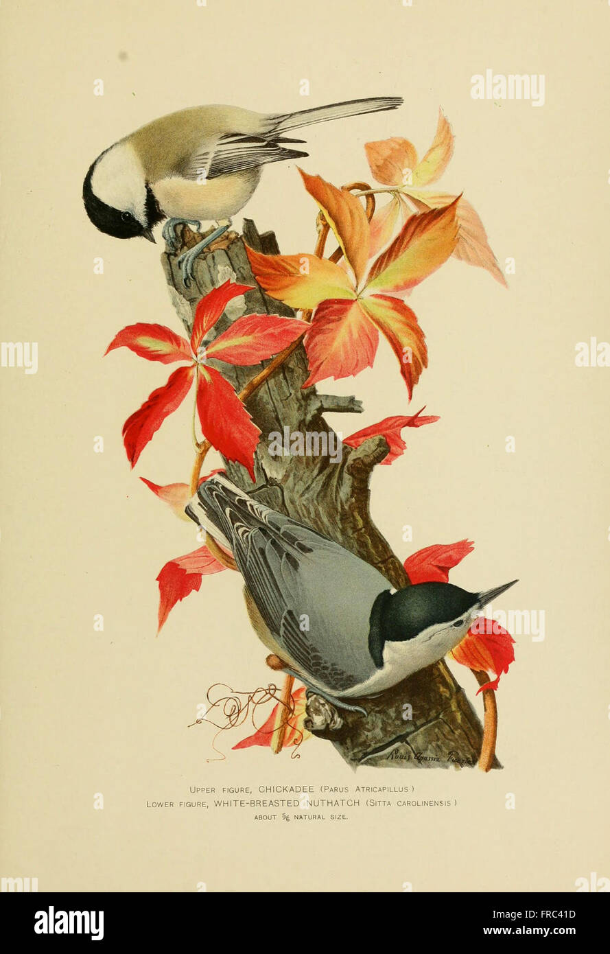 The economic value of birds to the state Stock Photo - Alamy
