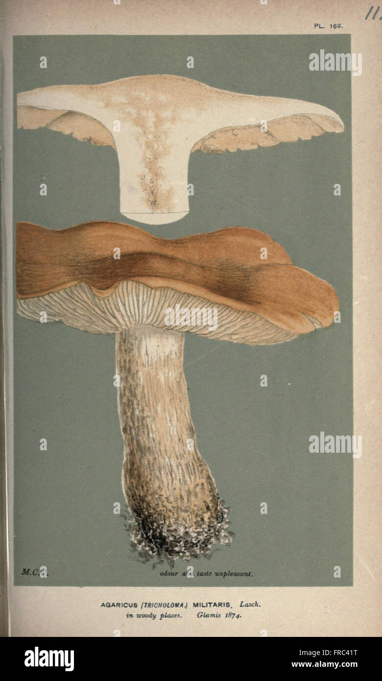 Illustrations of British Fungi (Hymenomycetes), to serve as an atlas to ...