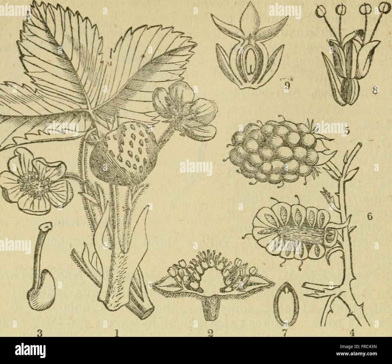 Flora of Syria, Palestine, and Sinai - from the Taurus to Ras Muhammas ...