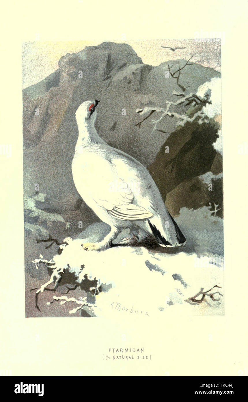 'Familiar Wild Birds' provides an in-depth study of common bird species ...