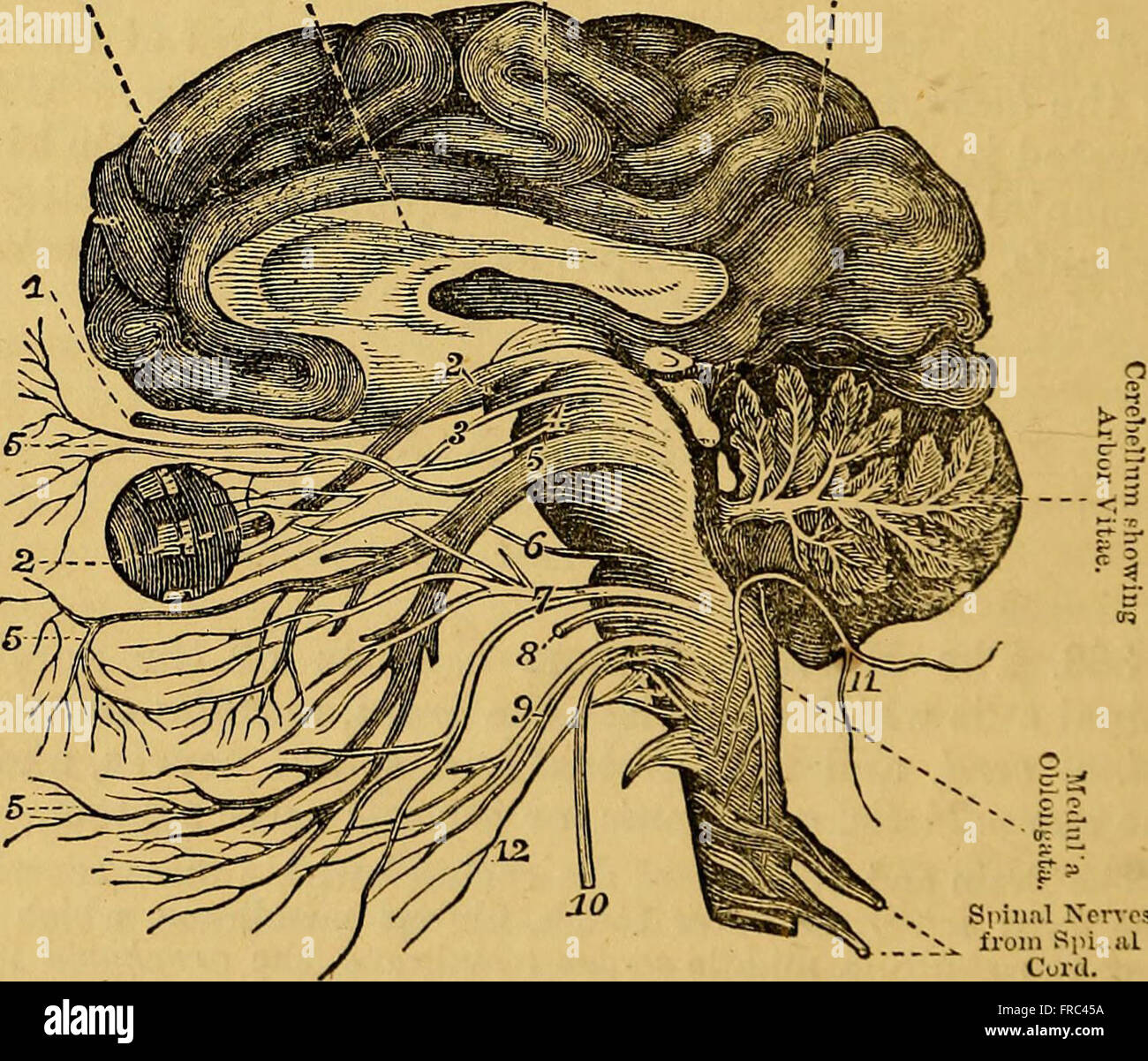 'Elements of Animal Physiology' (1873) explores the biological ...