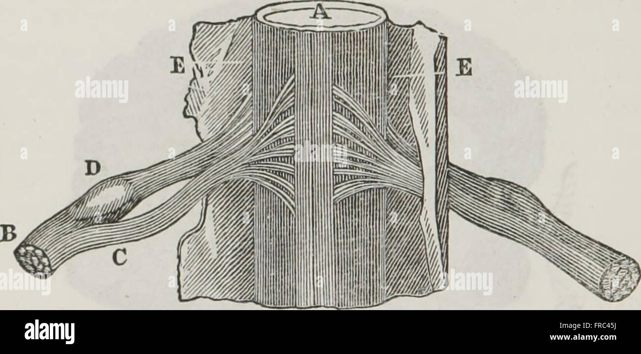 First book on anatomy, physiology, and hygiene - for grammar schools ...