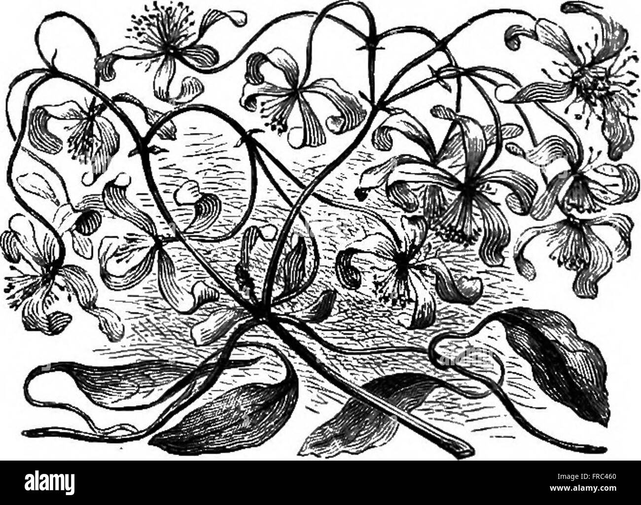 This 1879 work provides descriptions and illustrations of common garden ...