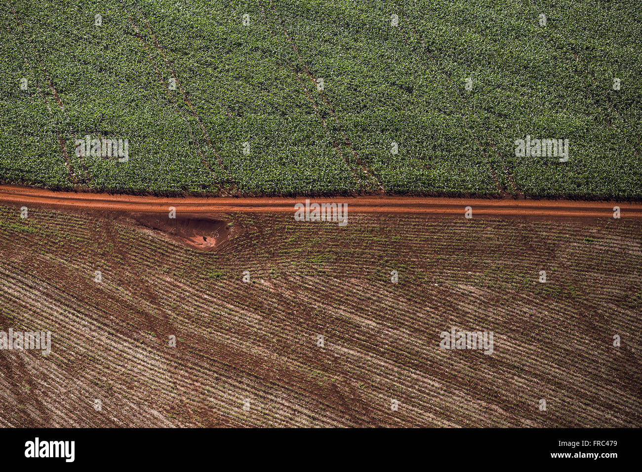 Aerial view of corn newly planted by direct planting Stock Photo - Alamy