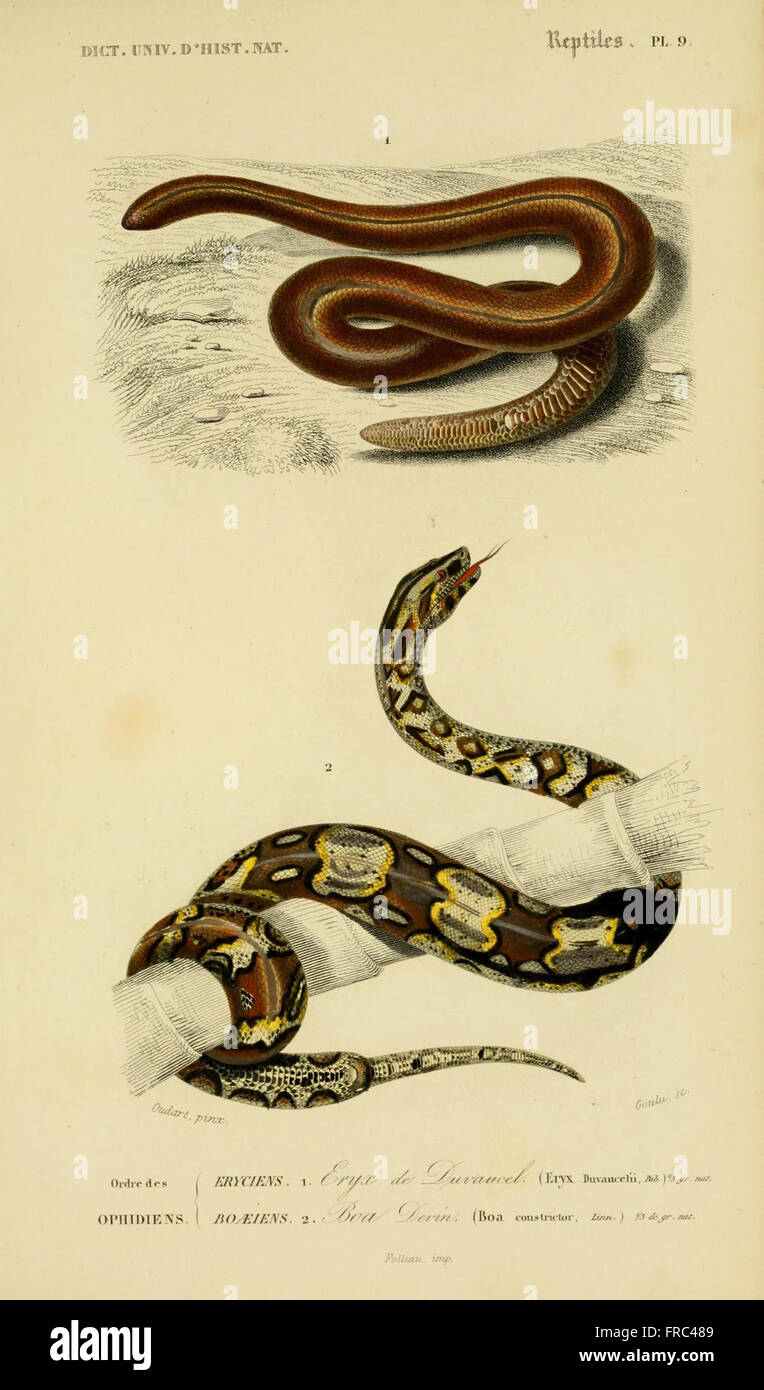 A comprehensive dictionary on natural history, focusing on reptiles in ...