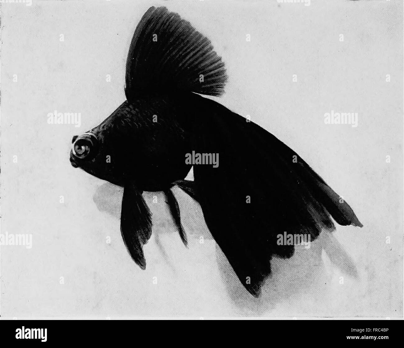 This 1917 guide provides detailed information on goldfish varieties and ...