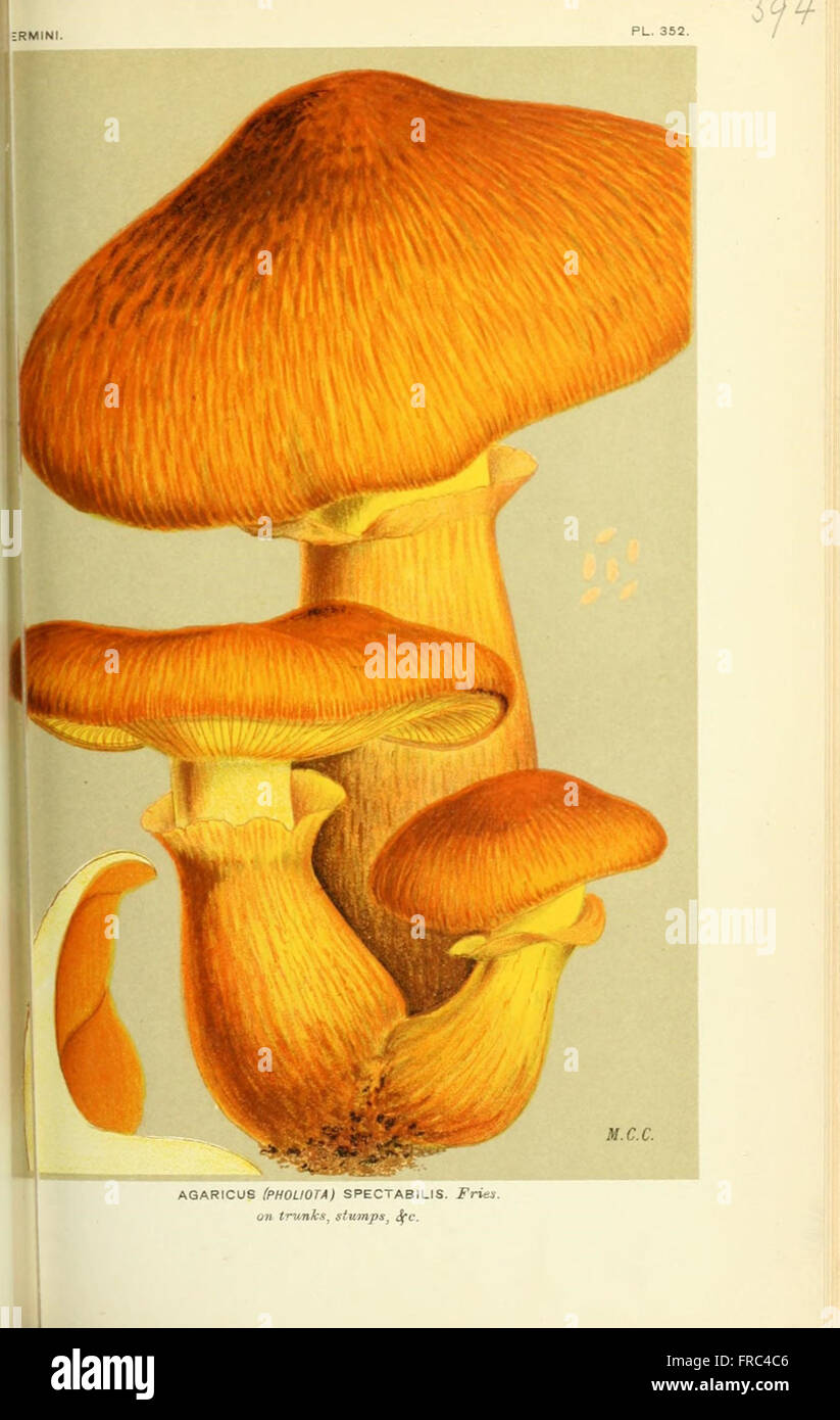 This work offers detailed illustrations of British fungi, specifically ...