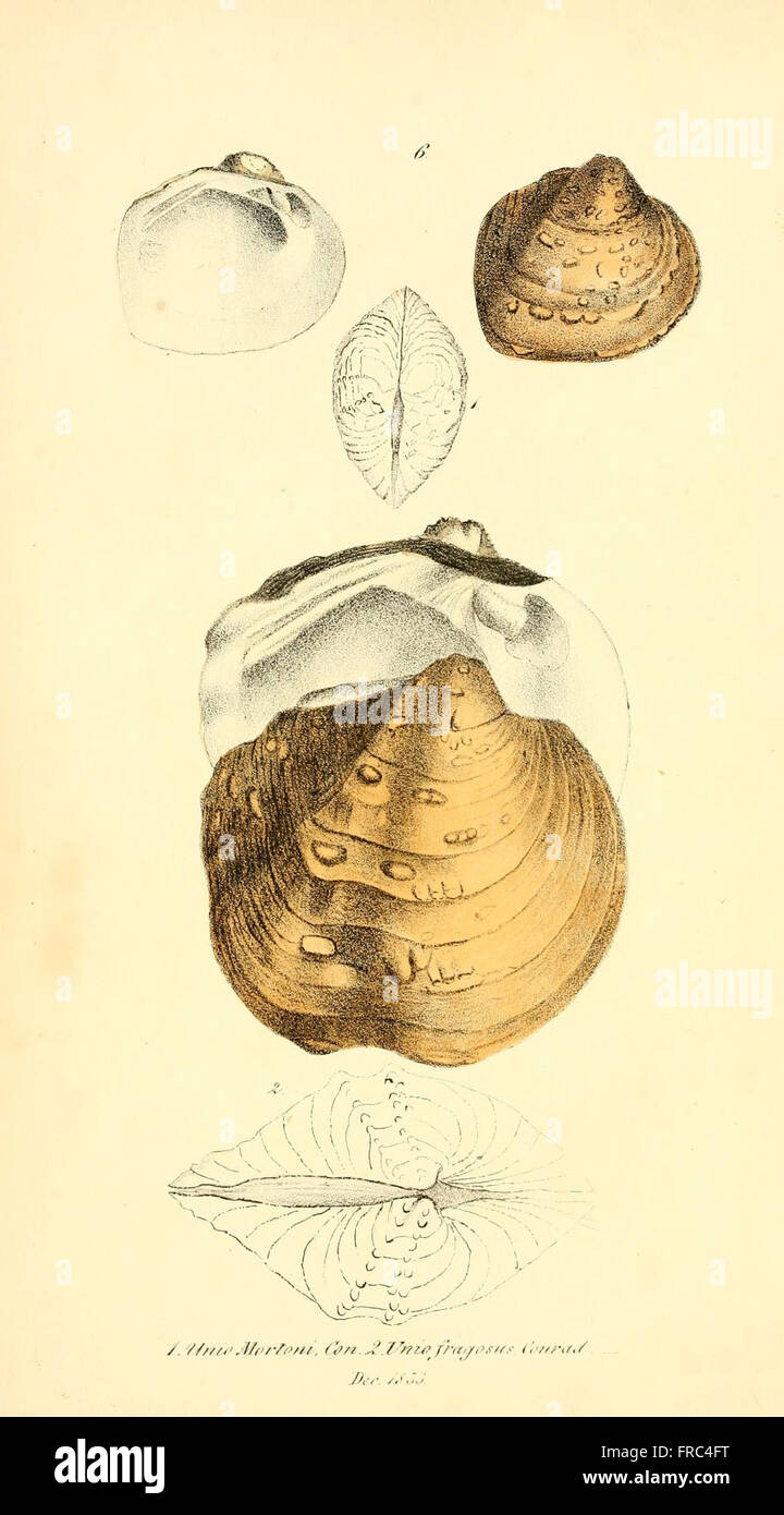 This monograph focuses on the Unionidae family of freshwater mussels ...
