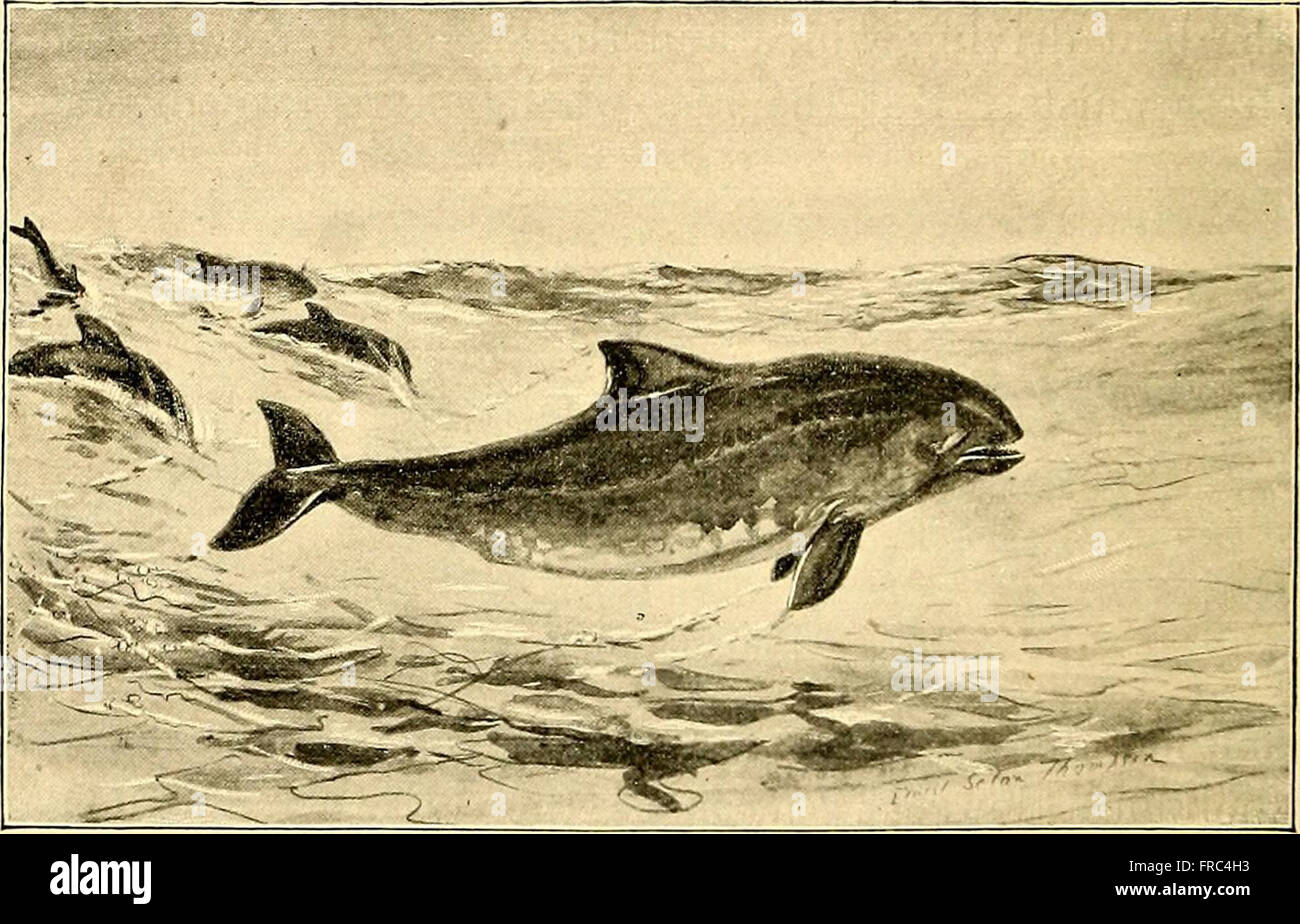 Four footed americans hi-res stock photography and images - Alamy