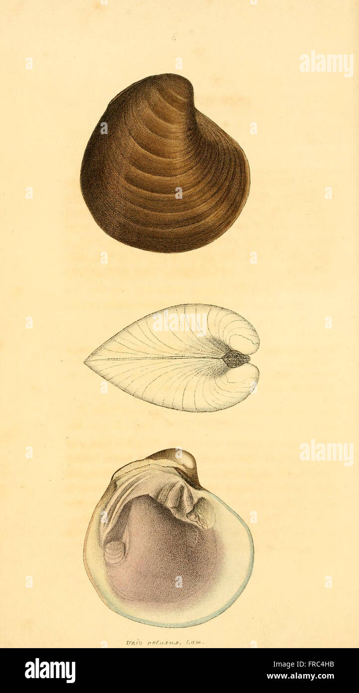 A detailed study and classification of the Unionidæ family of ...