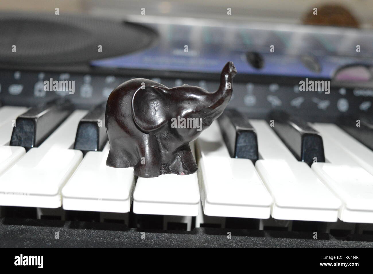 Elephant on Keyboard Stock Photo - Alamy
