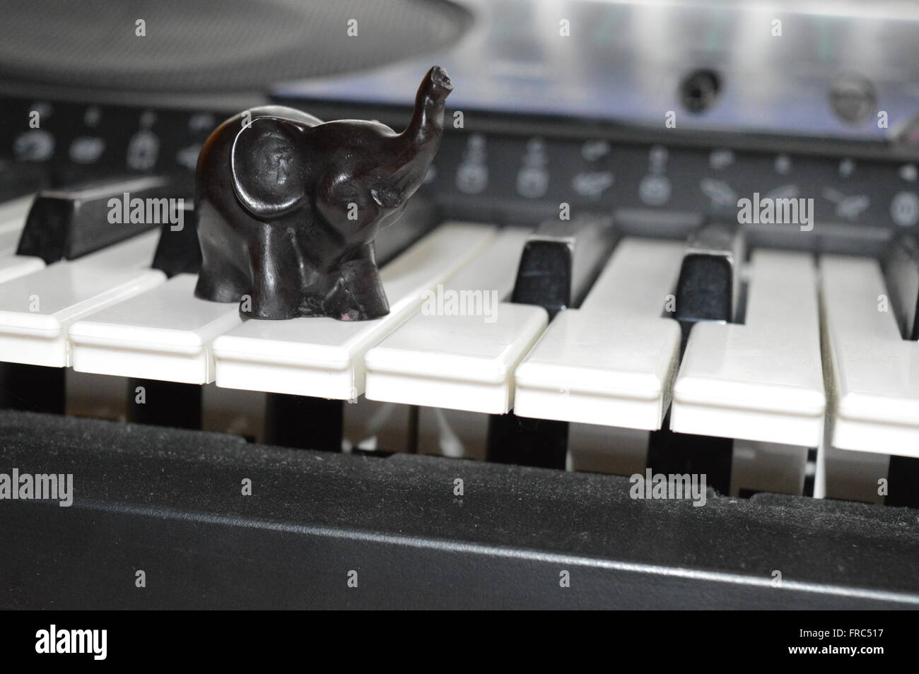 Elephant on Keyboard Stock Photo - Alamy