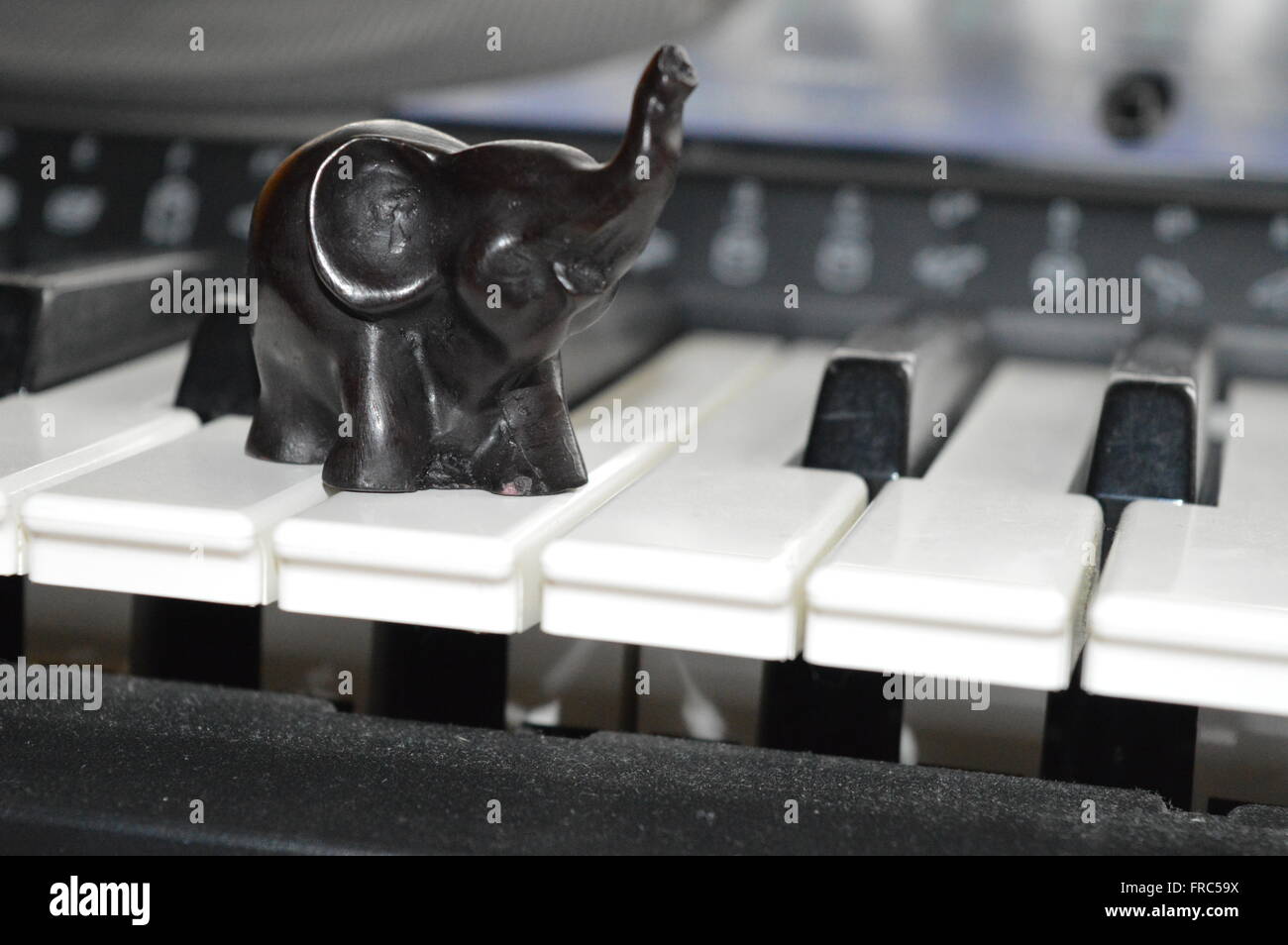 Elephant on Keyboard Stock Photo - Alamy