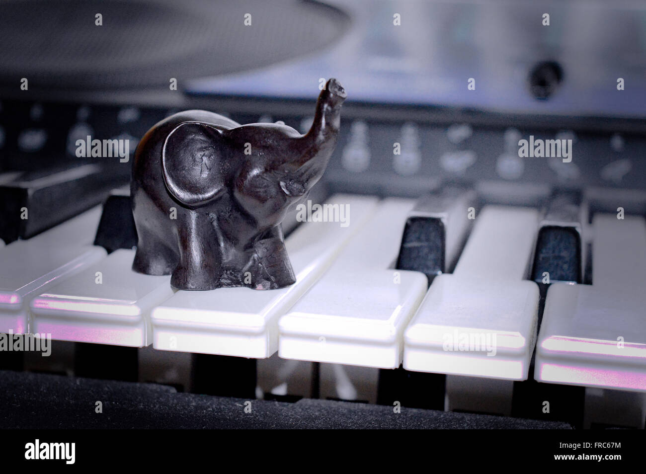 Elephant on Keyboard Stock Photo - Alamy