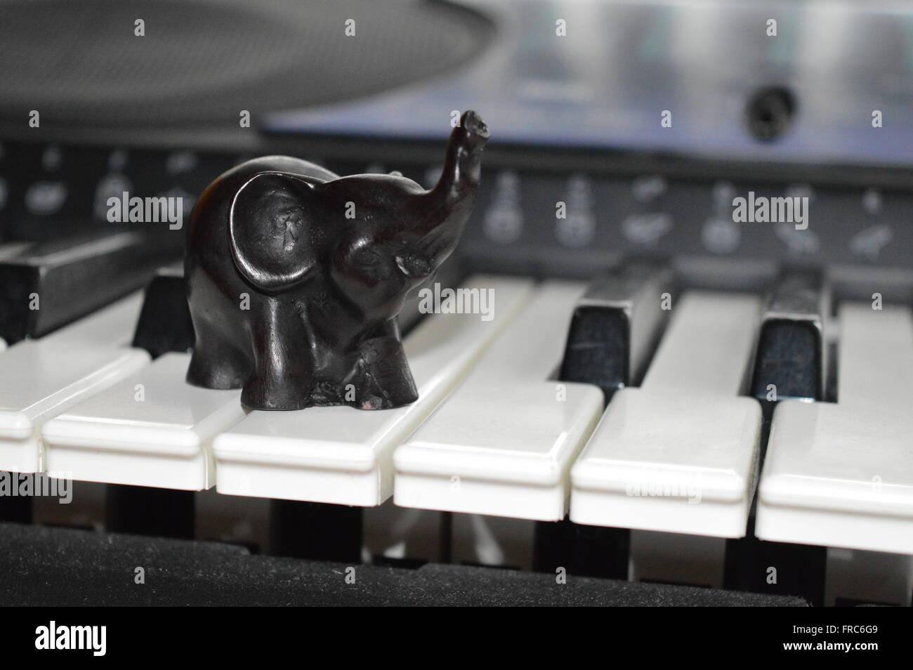 Elephant on Keyboard Stock Photo - Alamy