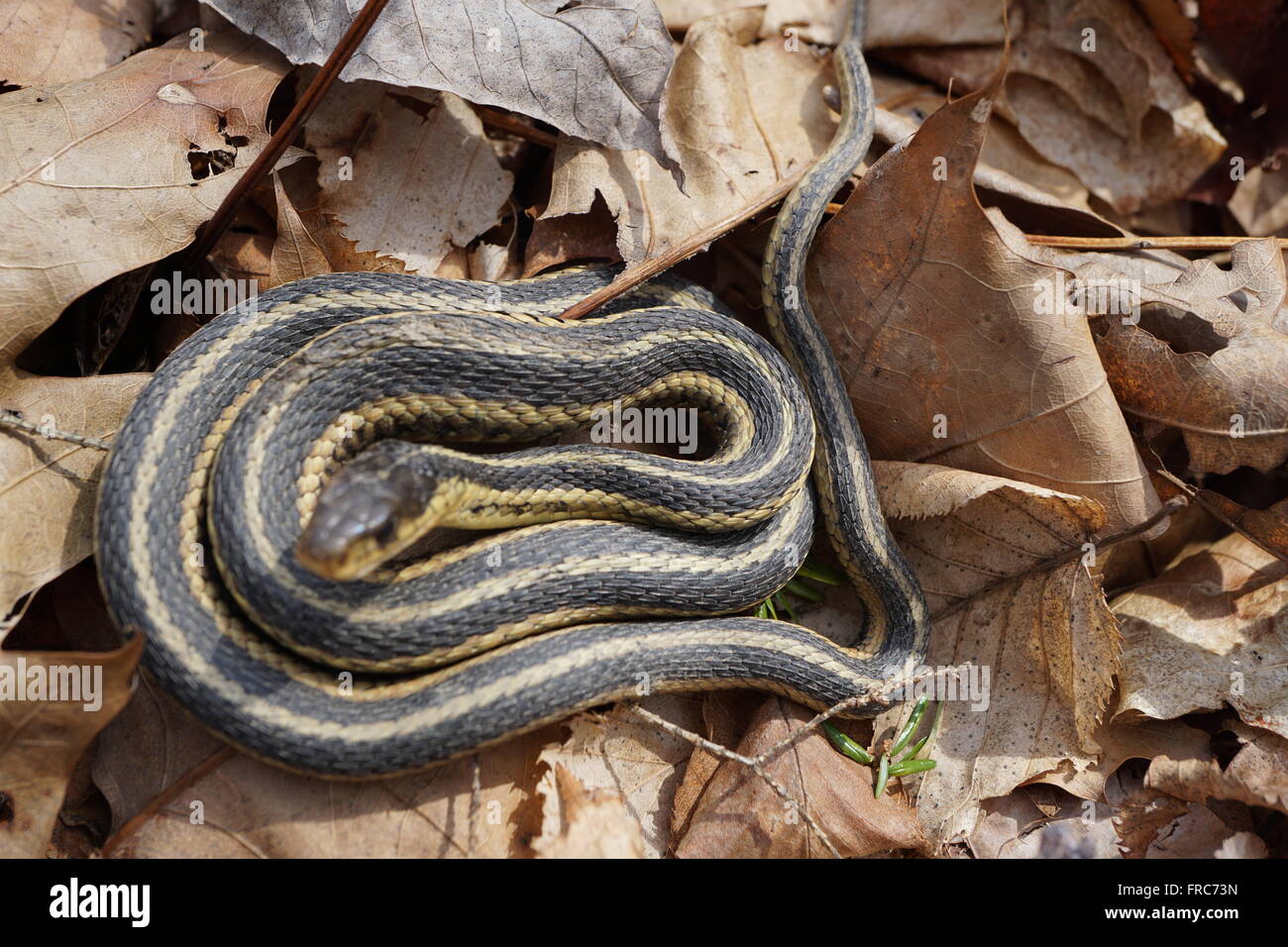 Garter Snakes In New York