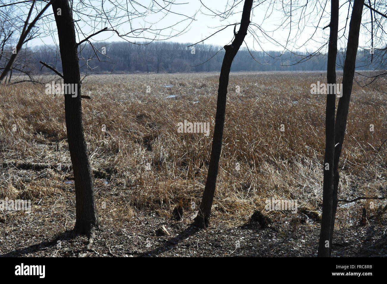 Wetland minnesota hi-res stock photography and images - Alamy