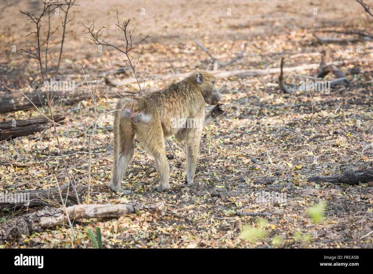 Chamca baboon (Papio ursinus) walking in dry woodland, Sandibe Camp, by ...