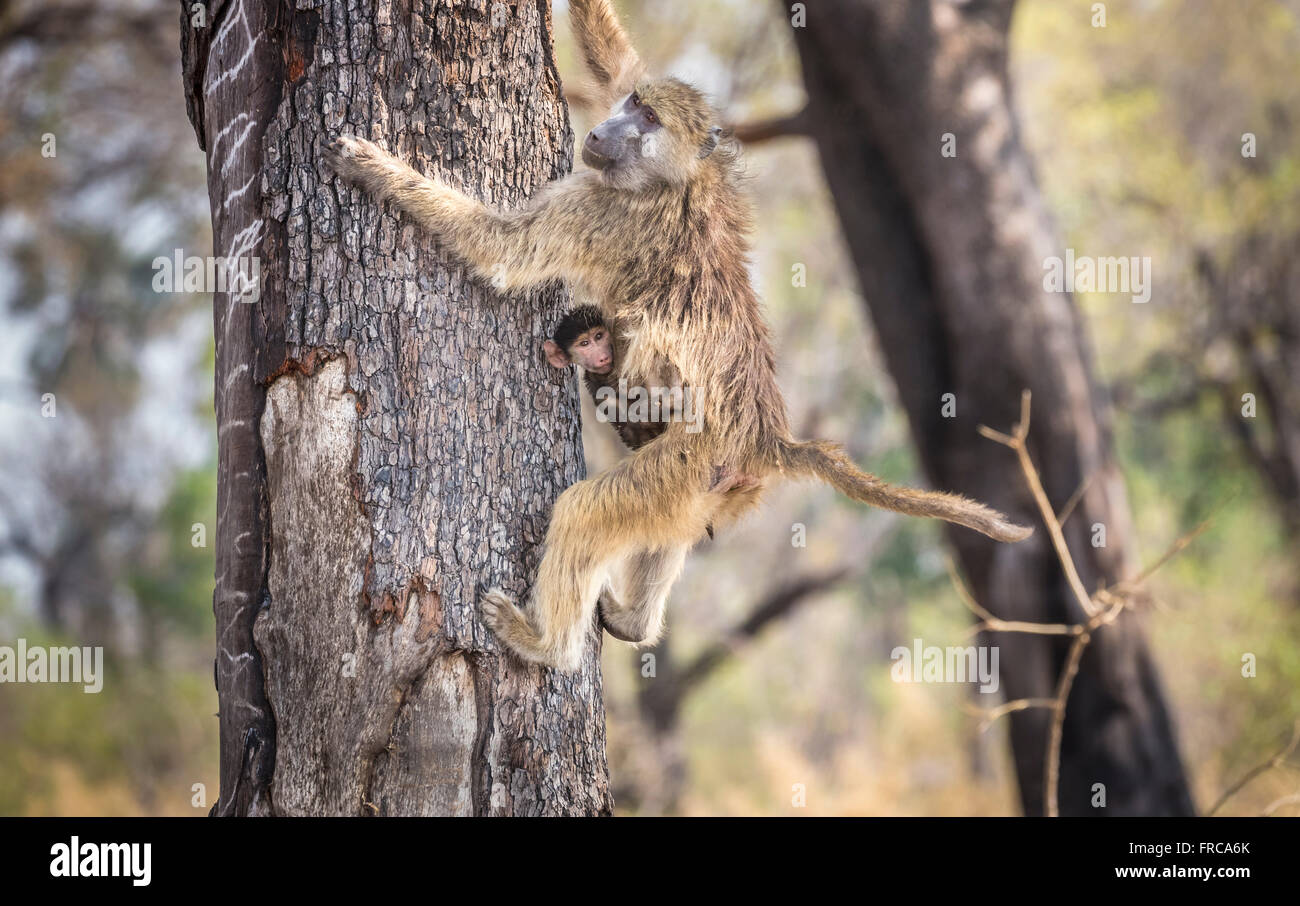 Chamca baboon (Papio ursinus) mother and baby climbing a tree, Sandibe ...