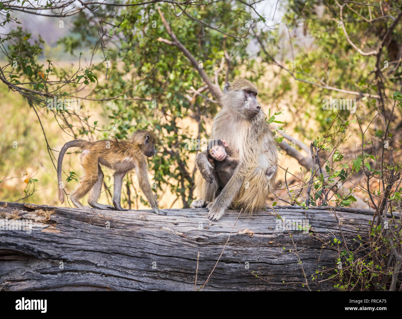 Chamca baboon (Papio ursinus) mother, baby and juvenile, Sandibe Camp ...