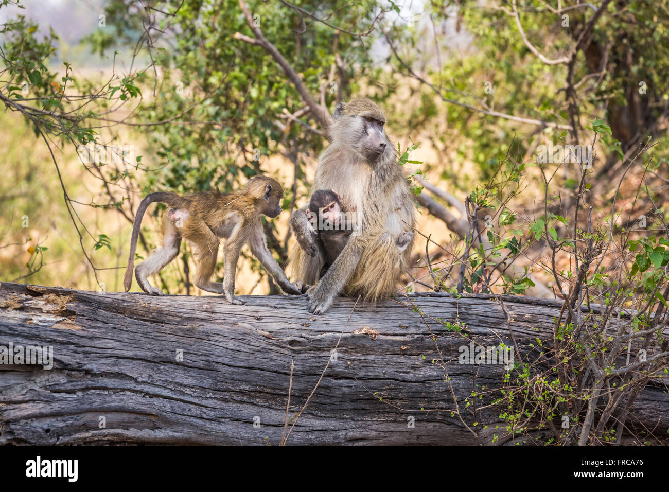 Chamca baboon (Papio ursinus) mother, baby and juvenile, Sandibe Camp ...