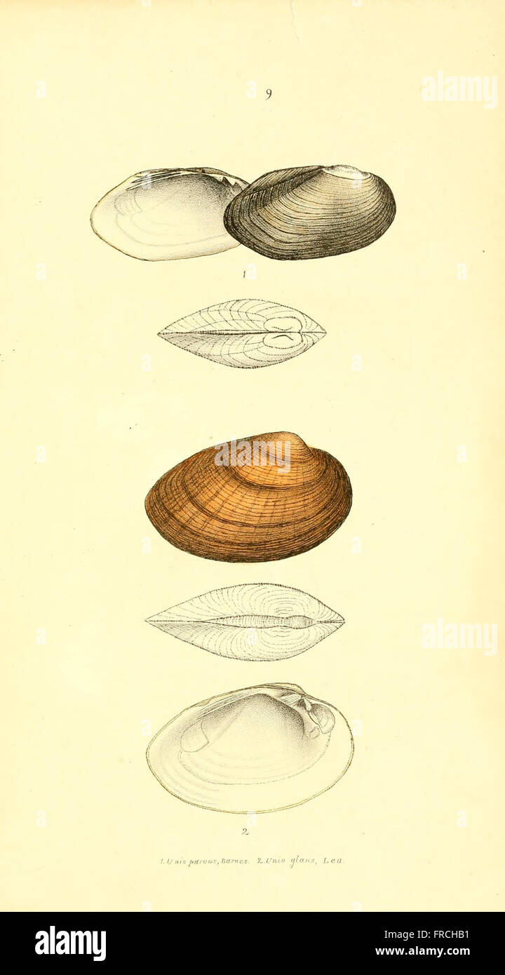 This monograph focuses on the Unionidae family of freshwater mussels ...