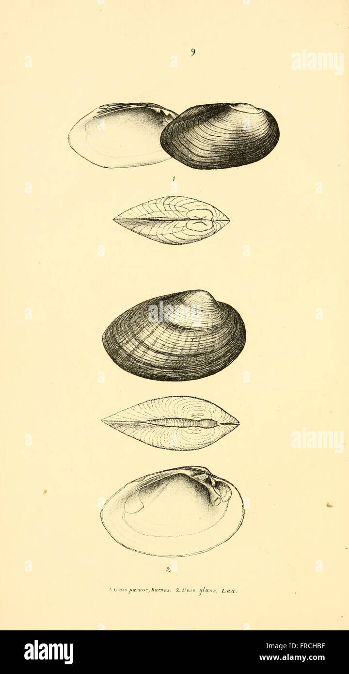 'Monography of the Family Unionidae' (Plate IX, Fig. 2) examines the ...