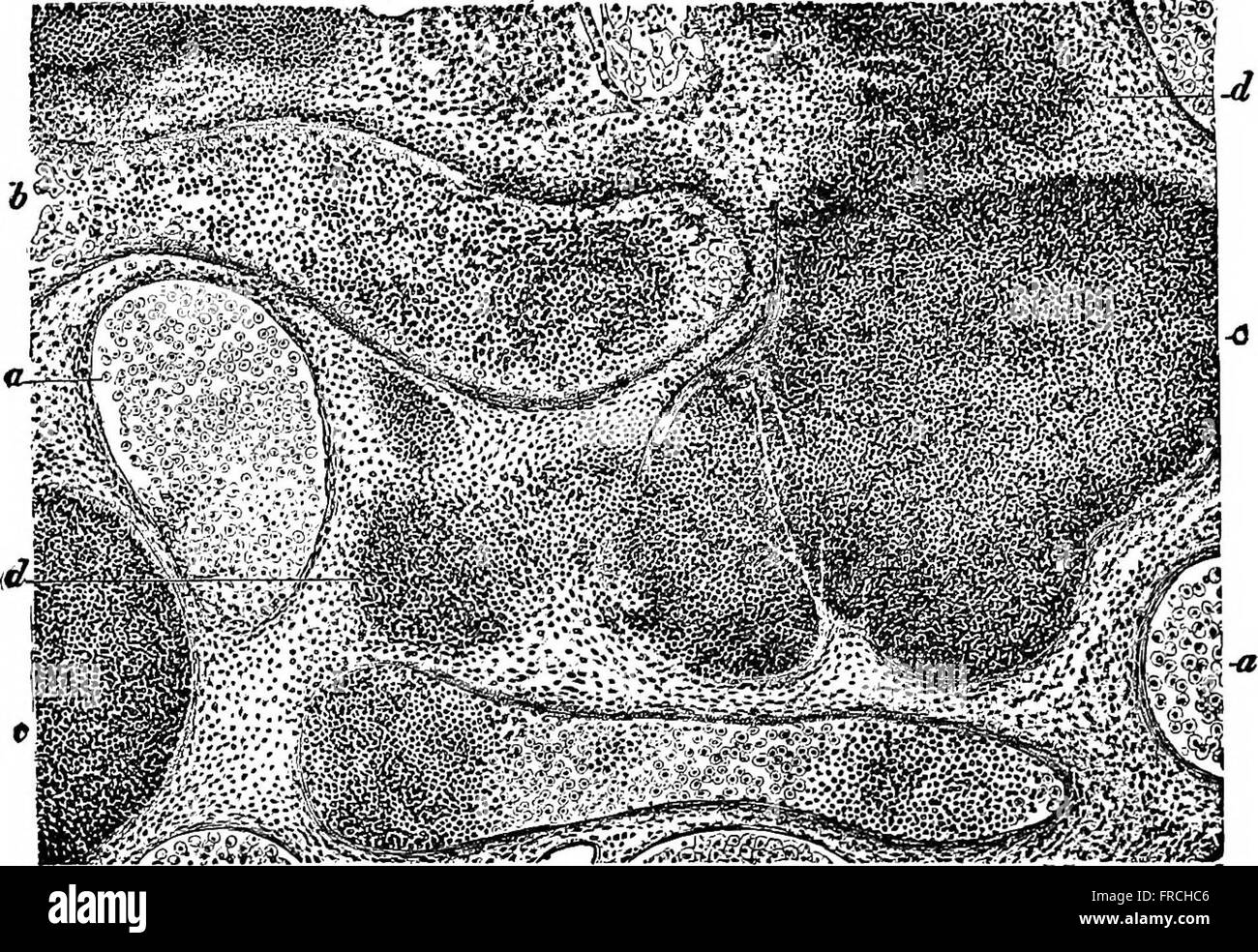 This text is a comprehensive guide to general pathology, covering the ...