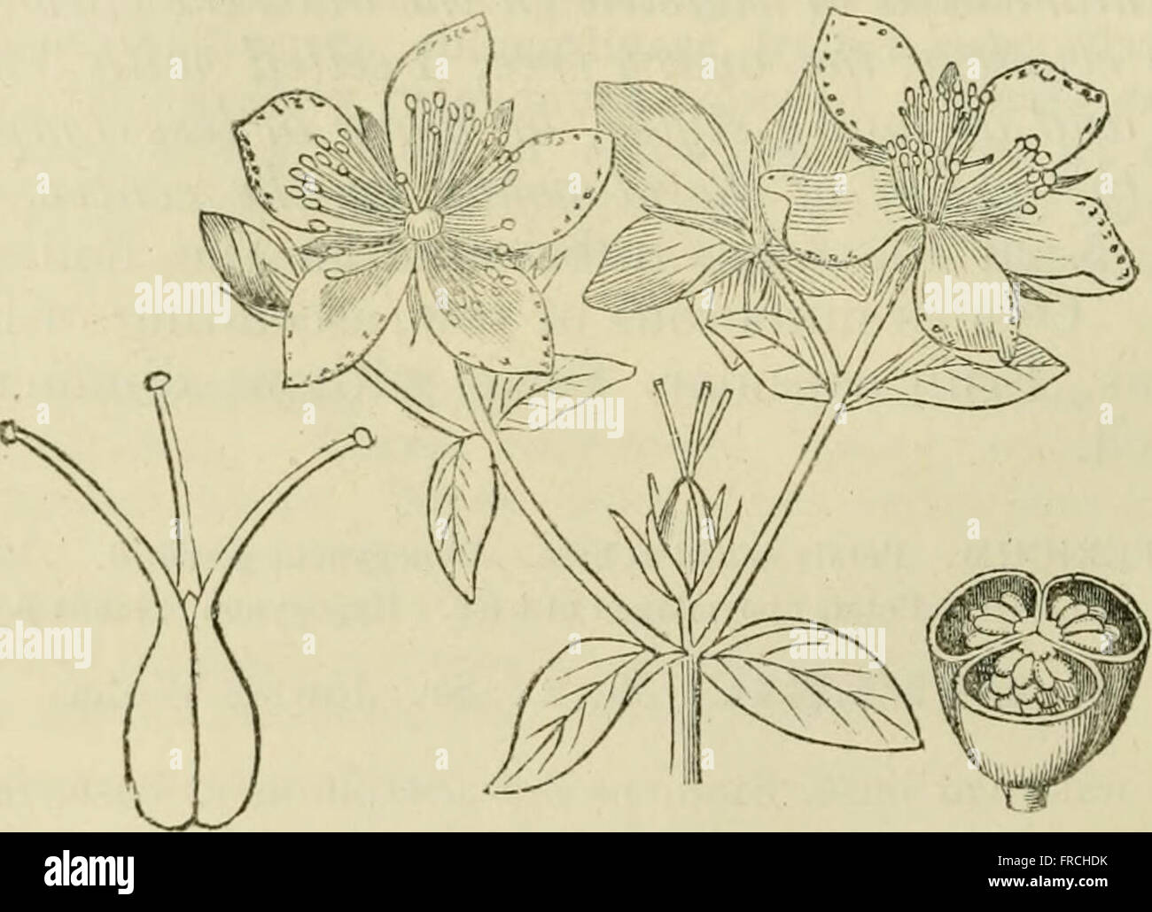 Flora of Syria, Palestine, and Sinai - from the Taurus to Ras Muhammas ...