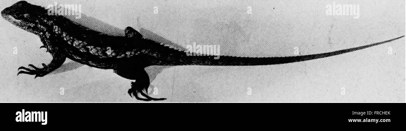 Aquarium enthusiasts Black and White Stock Photos & Images - Alamy