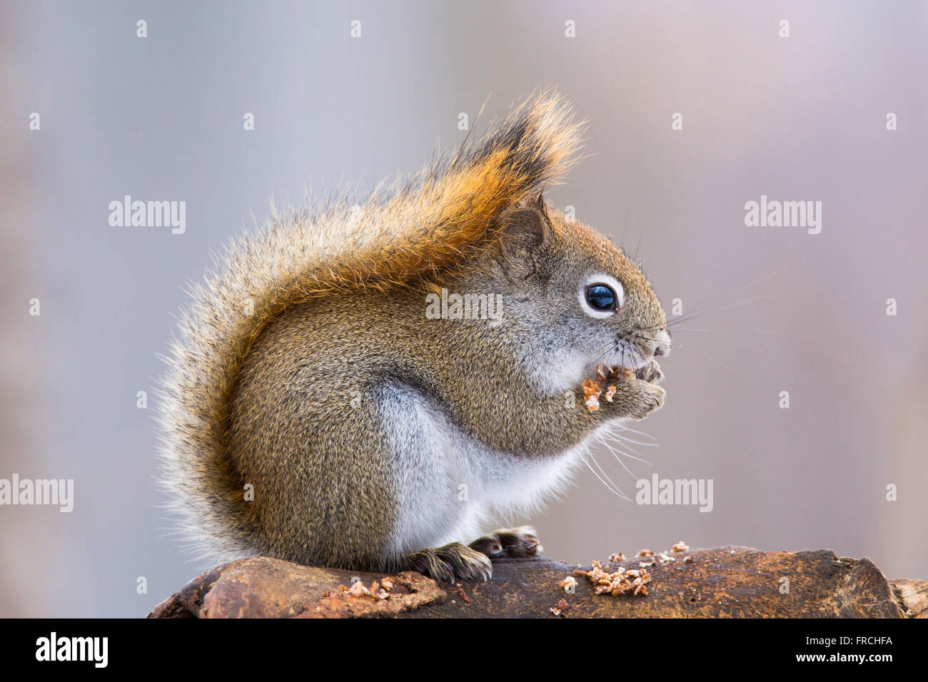 Friendly red squirrel hi-res stock photography and images - Alamy