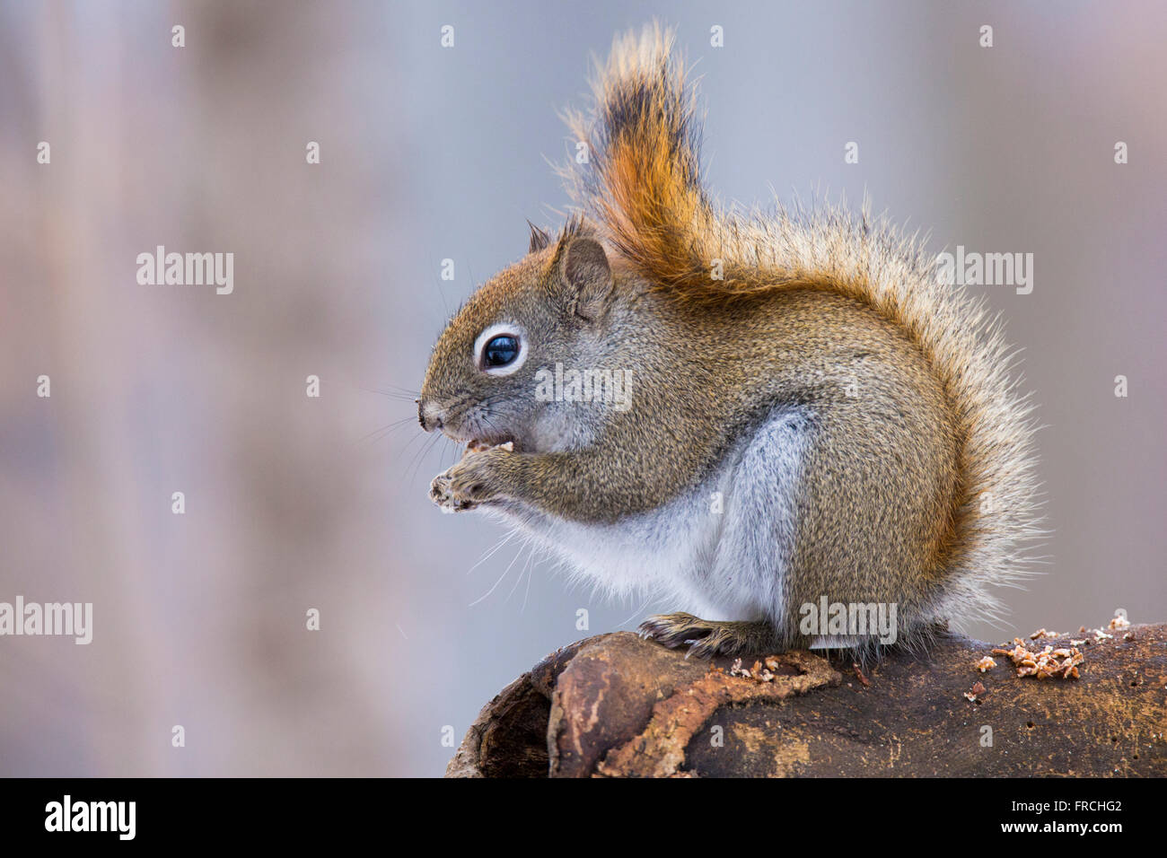 American red squirrel in autumn light (Tamiasciurus hudsonicus Stock ...