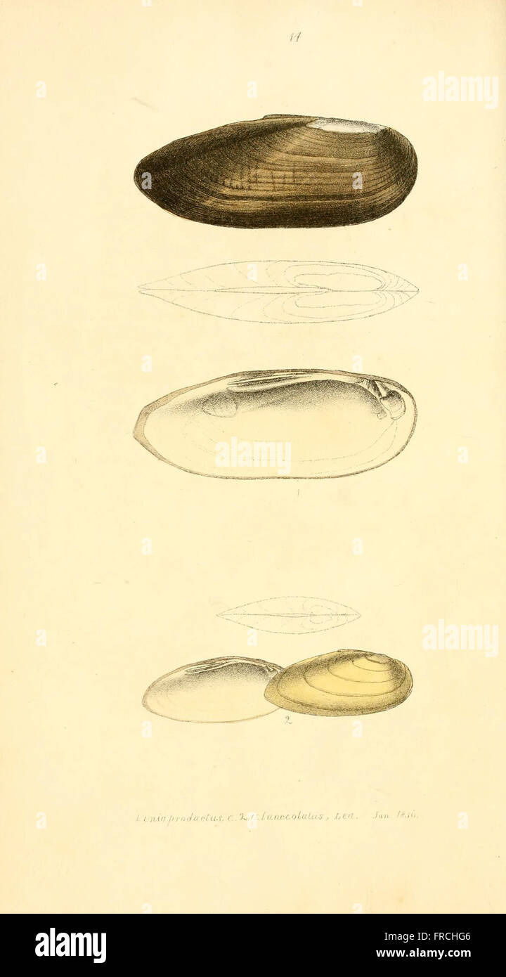 This monograph focuses on the Unionidae family of freshwater mussels ...