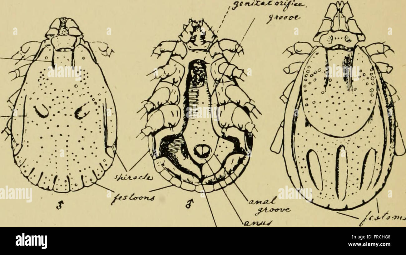 The 'Handbook of Medical Entomology' (1915) provides essential ...