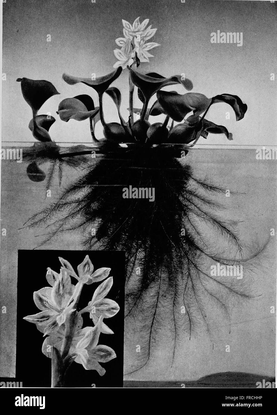 Aquarium enthusiasts Black and White Stock Photos & Images - Alamy