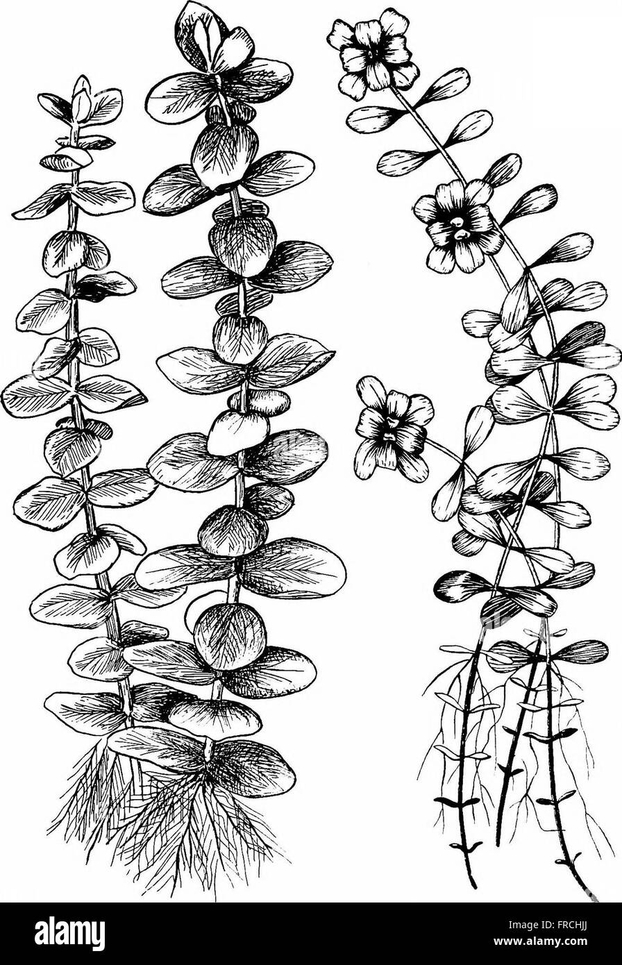 Aquarium enthusiasts Black and White Stock Photos & Images - Alamy