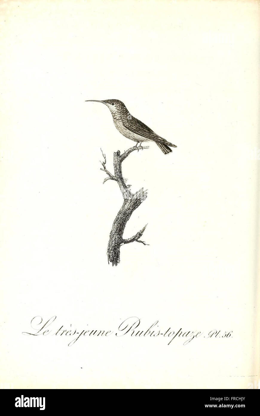 A natural history and general study of hummingbirds, jacamars, and ...