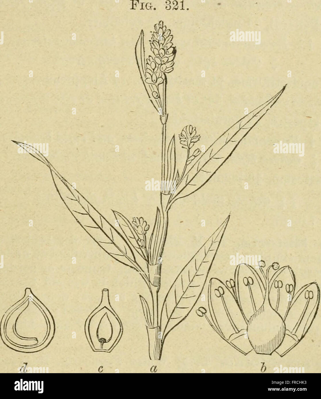 This 1896 botanical work covers the flora of Syria, Palestine, and ...