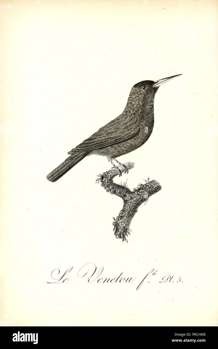 A natural history work focusing on hummingbirds, jacamars, and ...