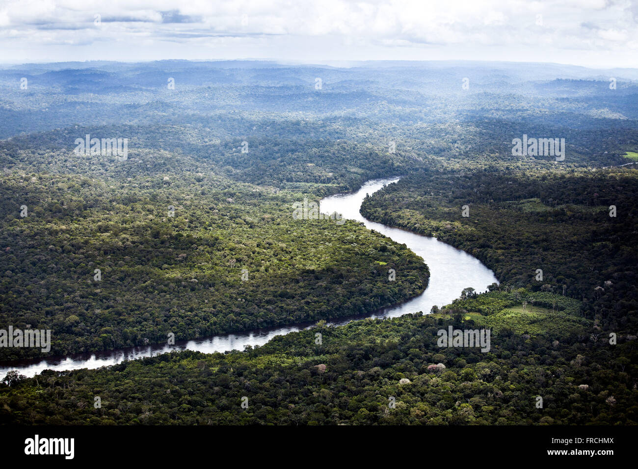 Amapa tree hi-res stock photography and images - Alamy