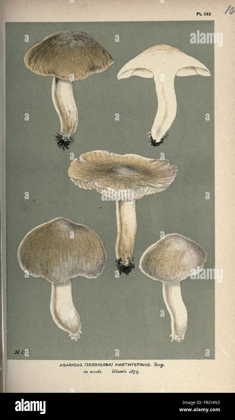 Illustrations of British Fungi (Hymenomycetes), to serve as an atlas to ...