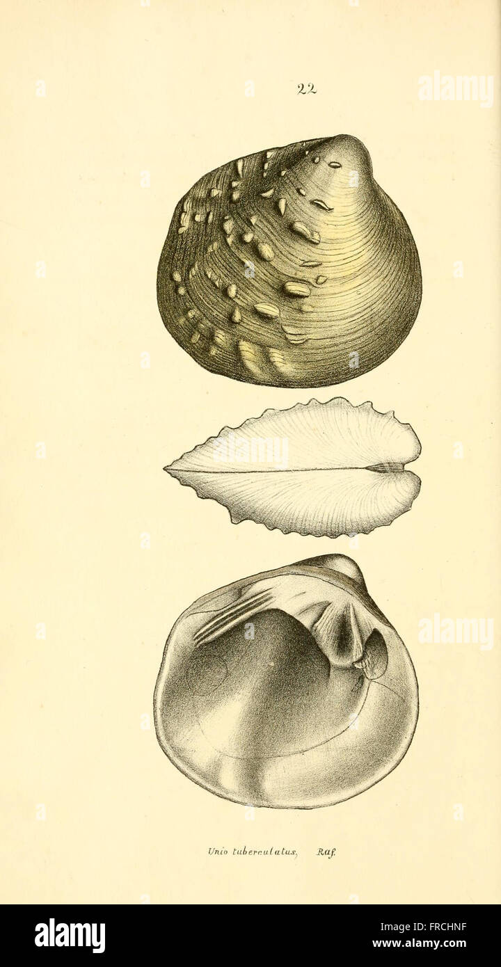 The 'Monography of the Family Unionidæ' focuses on freshwater mussels ...