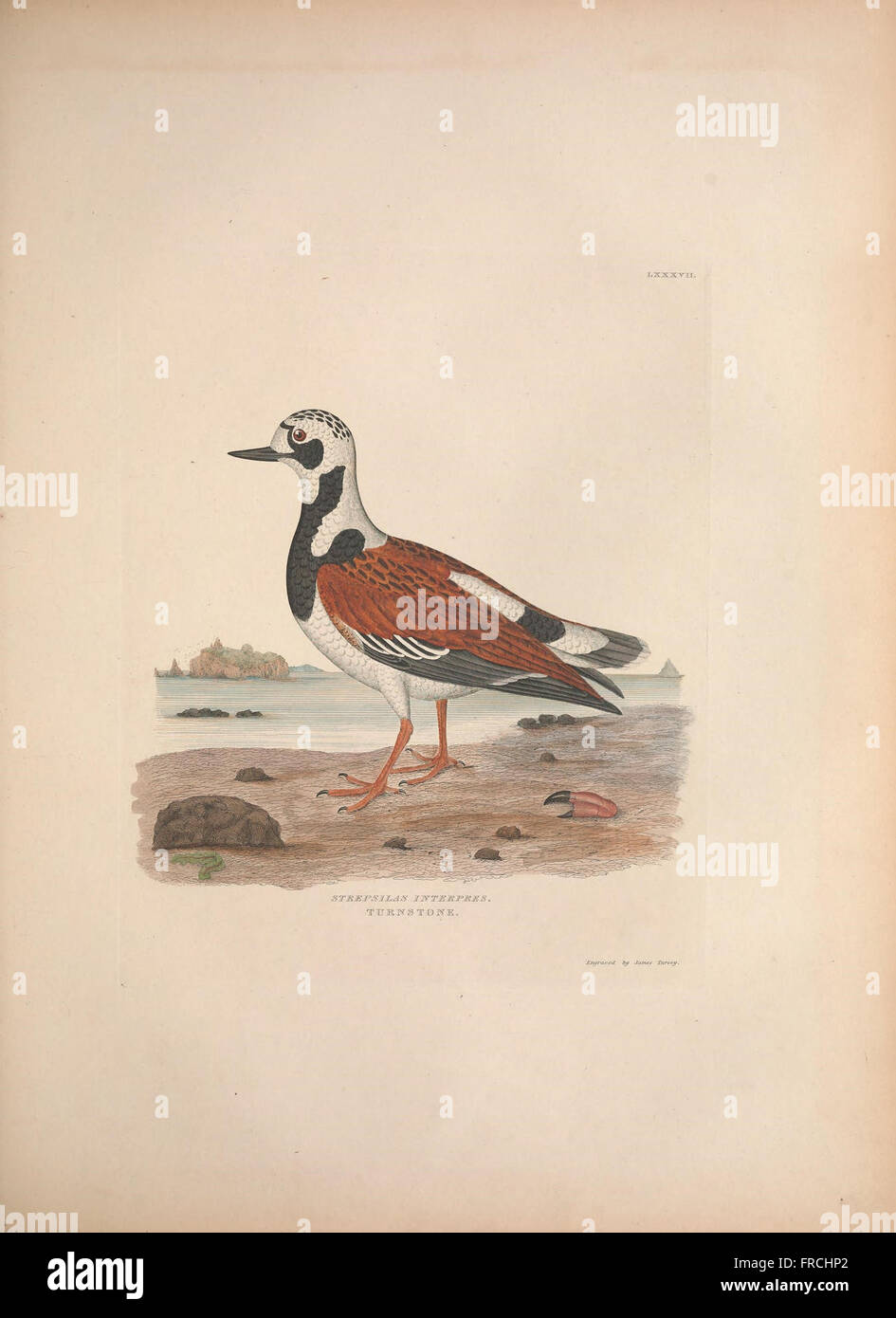 This plate from the *Illustrations of the American Ornithology* by ...