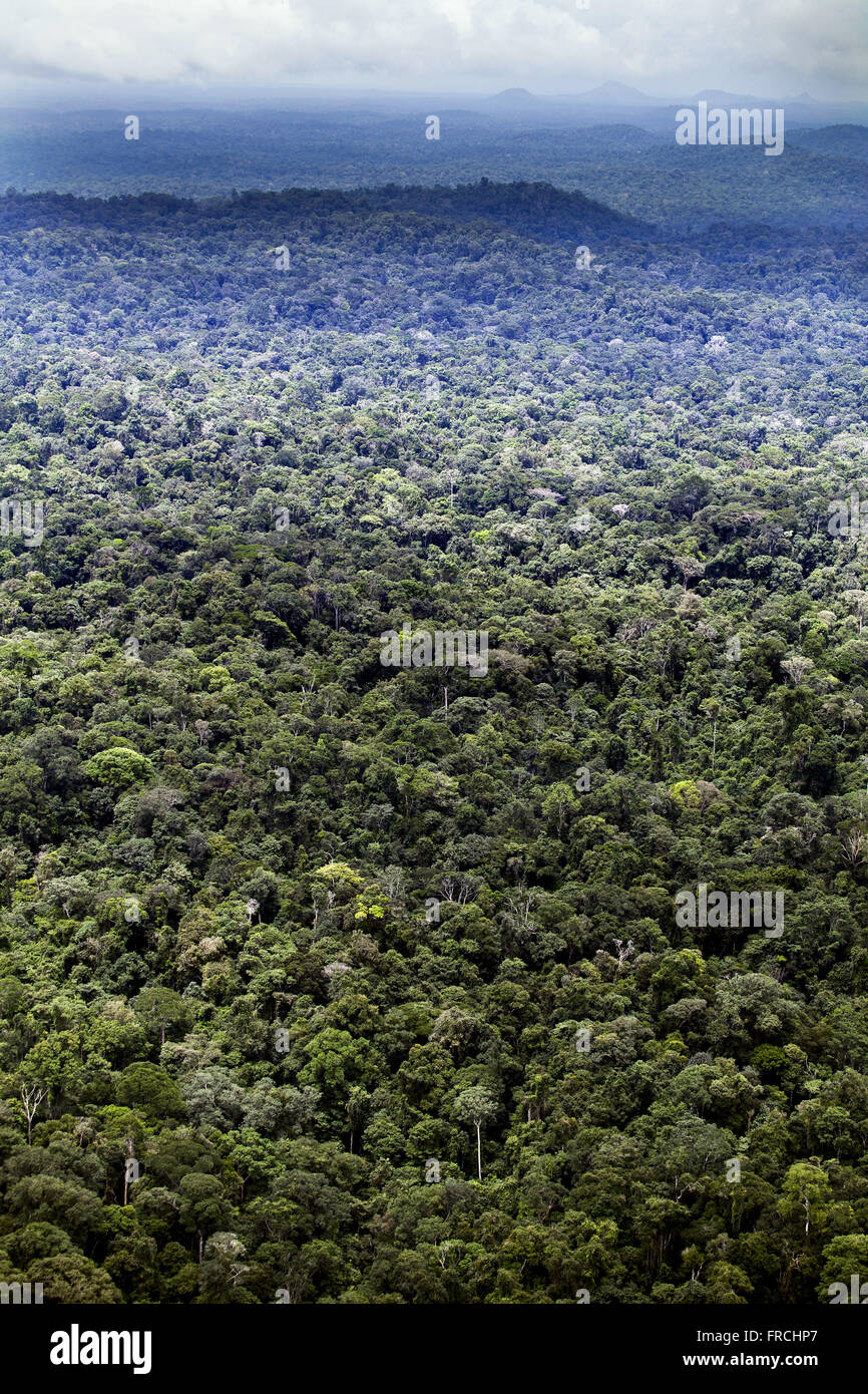 Aerial view of the Amazon forest in Tumucumaque Mountains National Park ...